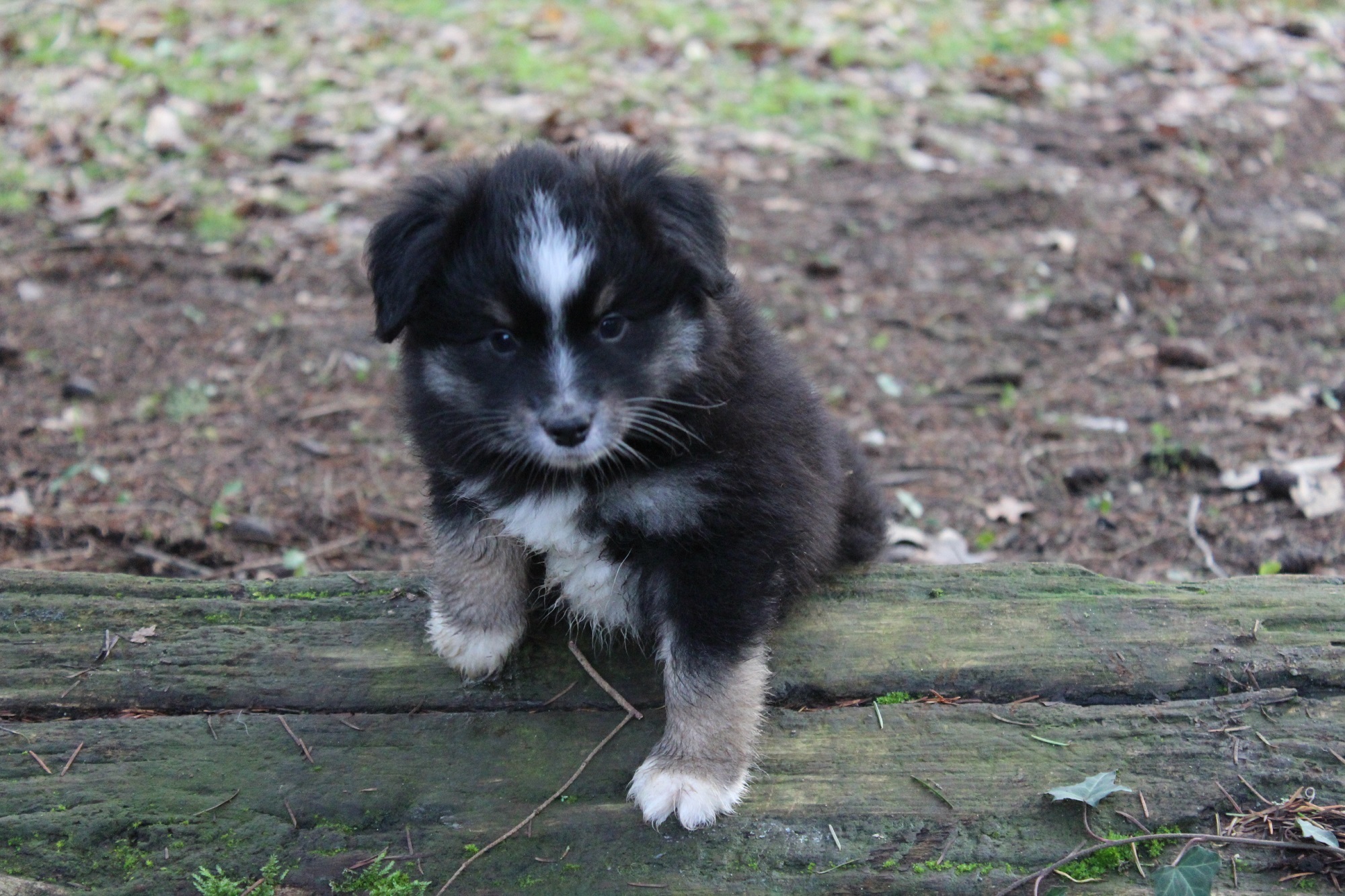 Chiot disponible Berger Américain Miniature - Élevage des bergers du maine