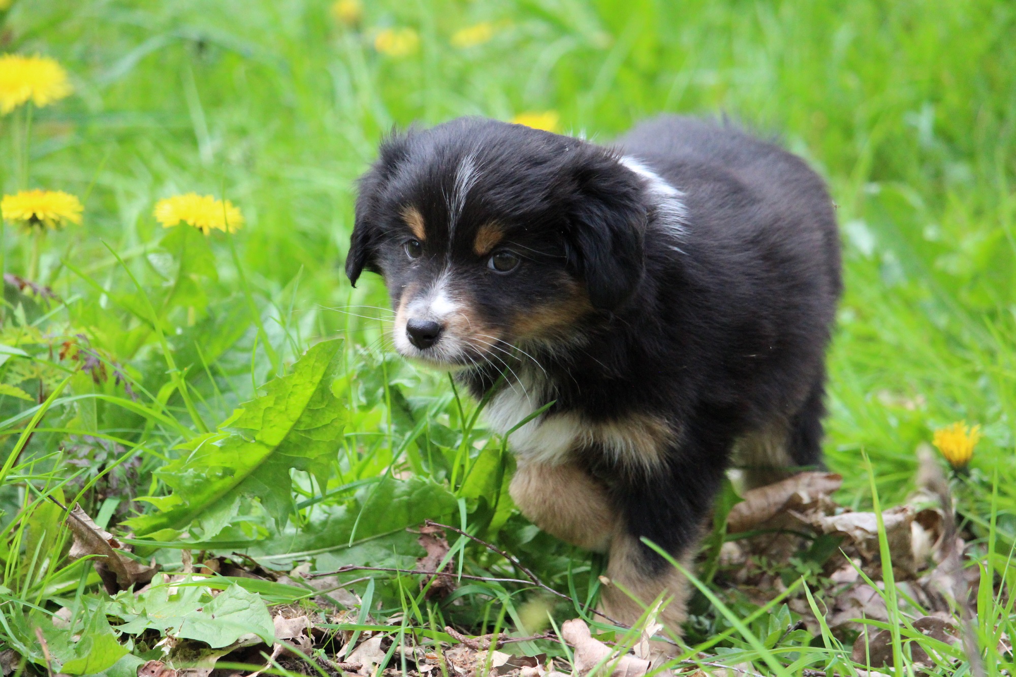Chiot disponible Berger Américain Miniature - Élevage des bergers du maine