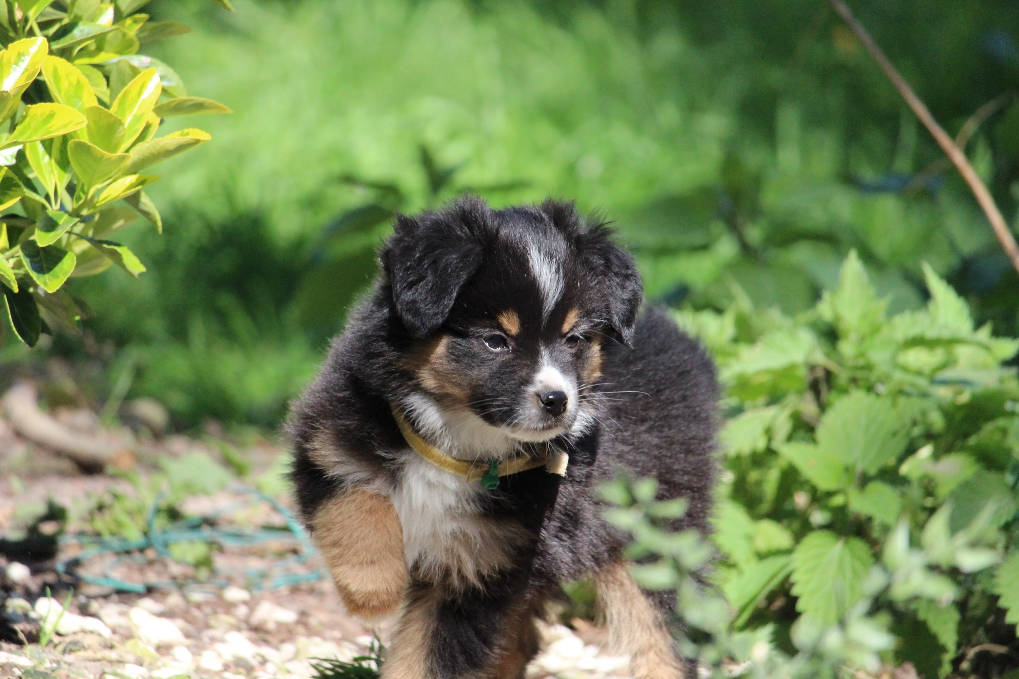 Chiot disponible Berger Américain Miniature - Élevage des bergers du maine