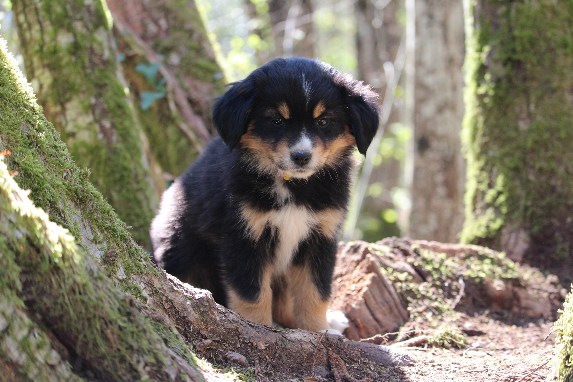 Chiot disponible Berger Américain Miniature - Élevage des bergers du maine