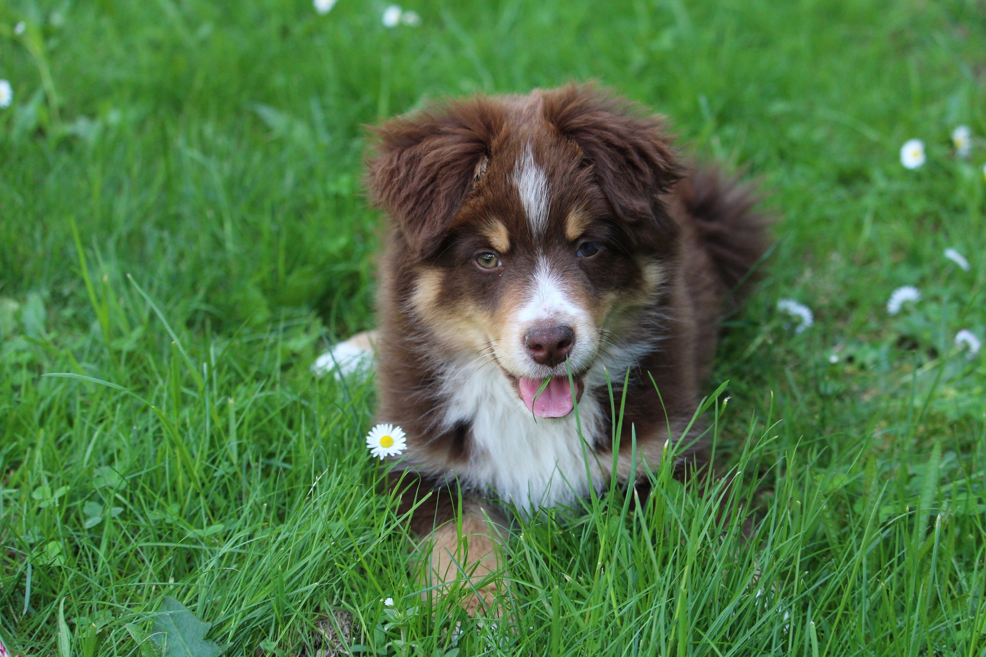 Chiot disponible Berger Américain Miniature - Élevage des bergers du maine