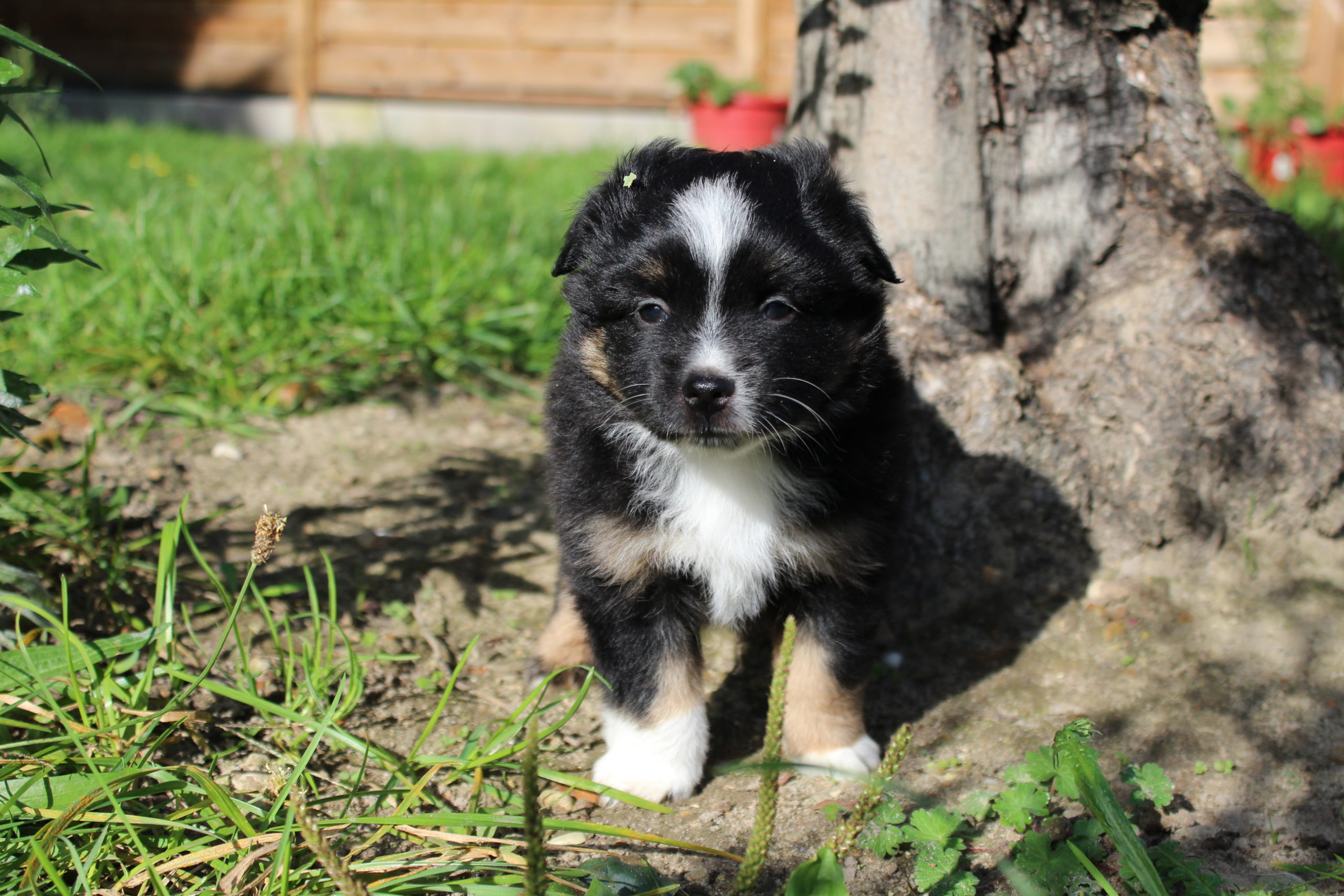 Chiot disponible Berger Américain Miniature - Élevage des bergers du maine