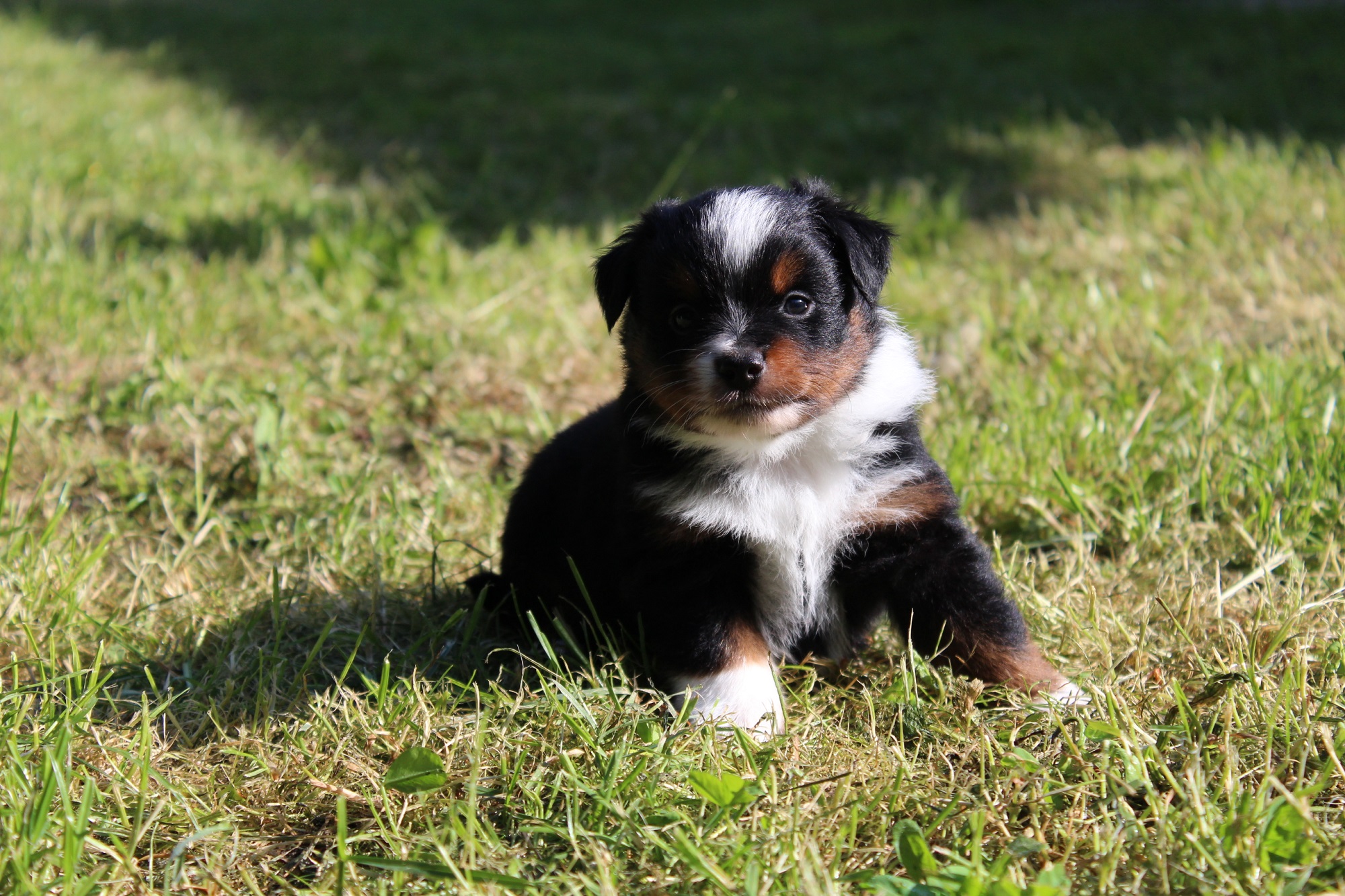 Chiot disponible Berger Américain Miniature - Élevage des bergers du maine
