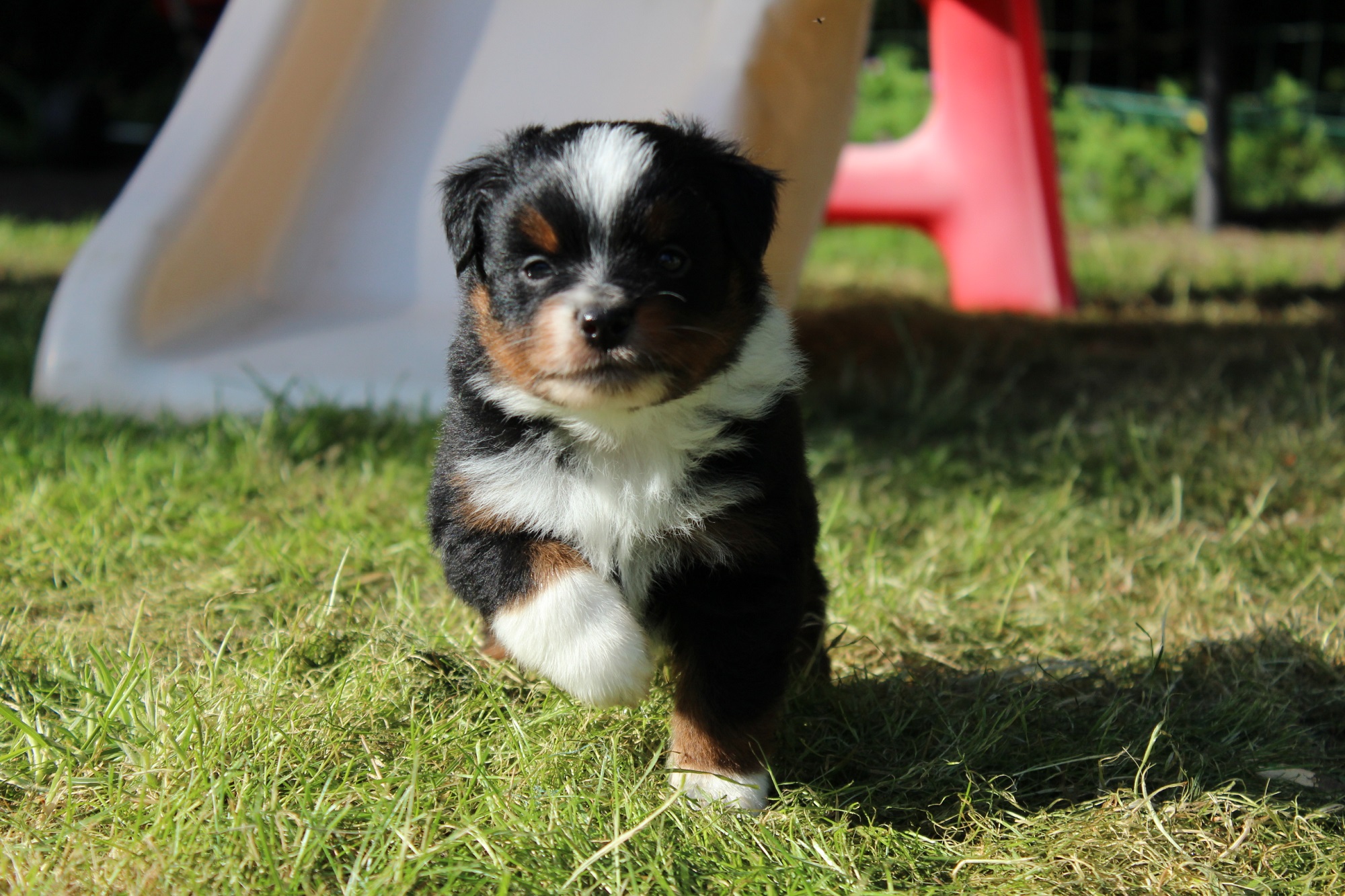Chiot disponible Berger Américain Miniature - Élevage des bergers du maine