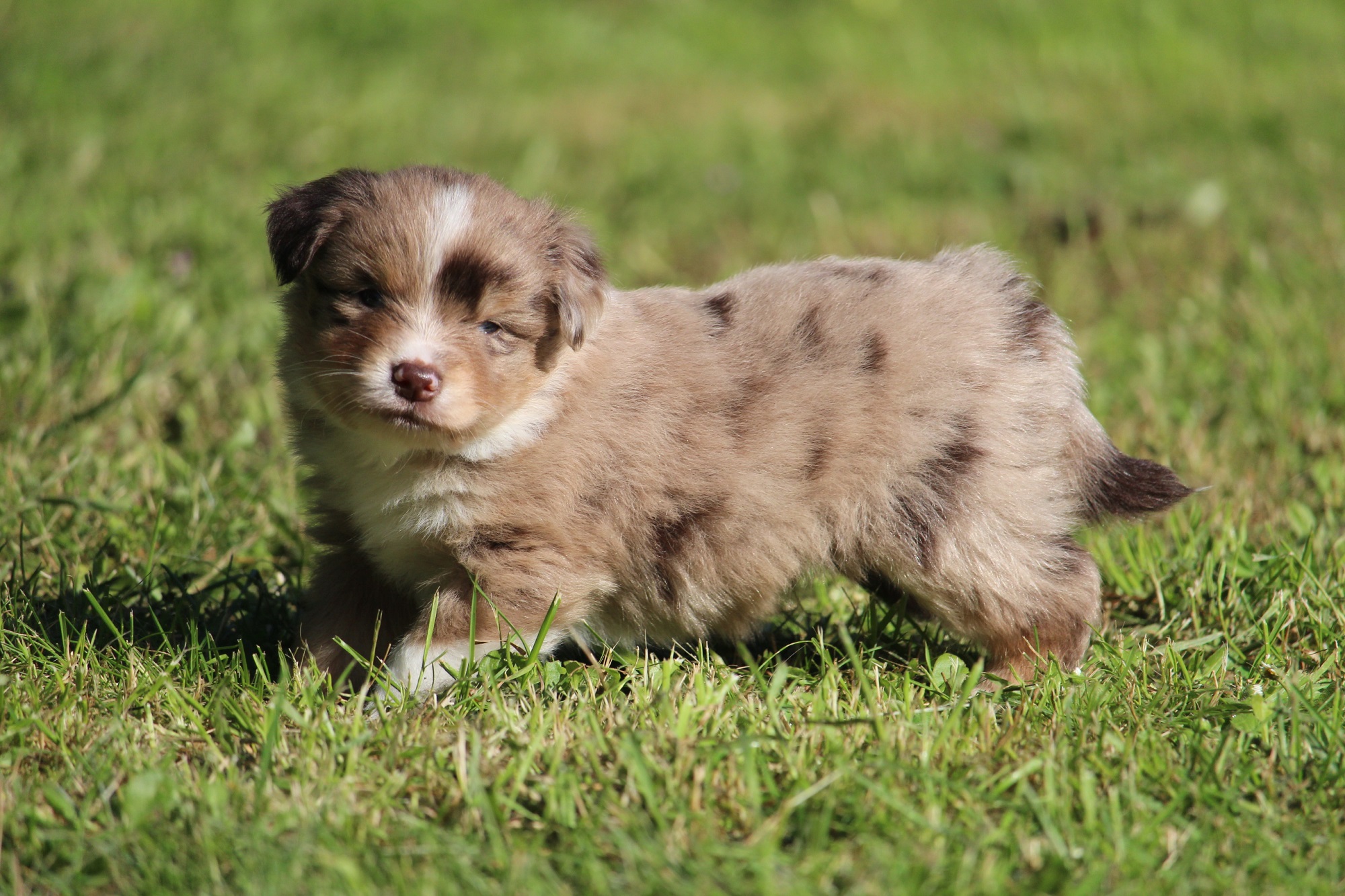 Chiot disponible Berger Américain Miniature - Élevage des bergers du maine