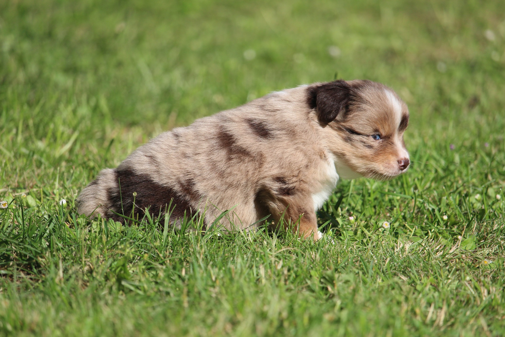 Chiot disponible Berger Américain Miniature - Élevage des bergers du maine