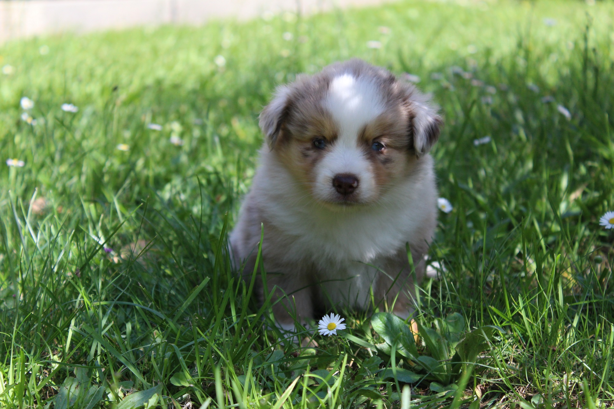 Chiot disponible Berger Américain Miniature - Élevage des bergers du maine