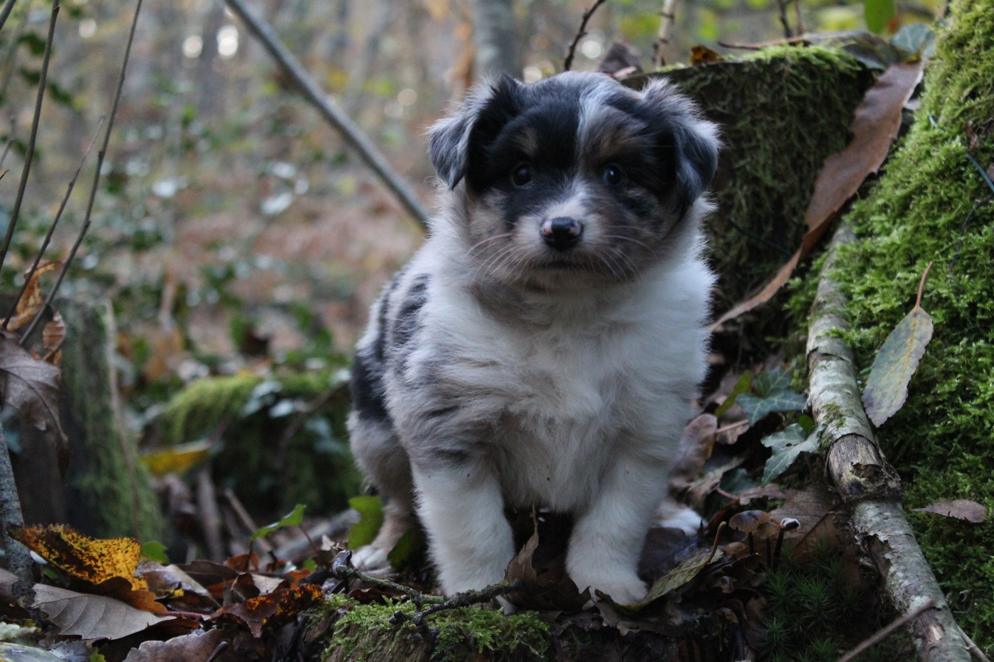 Chiot disponible Berger Américain Miniature - Élevage des bergers du maine