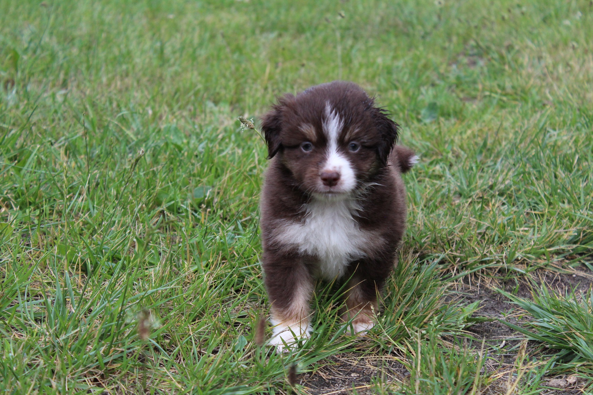 Chiot disponible Berger Américain Miniature - Élevage des bergers du maine
